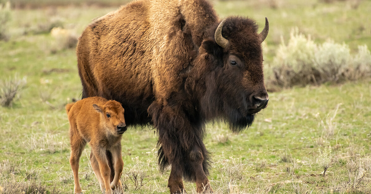 Donate | Wind River Tribal Buffalo Initiative